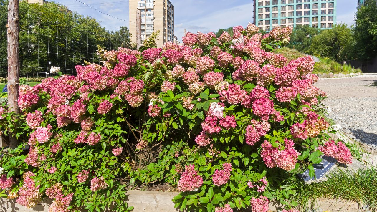 Hydrangeas: All You Need to Know - Louisiana Nursery
