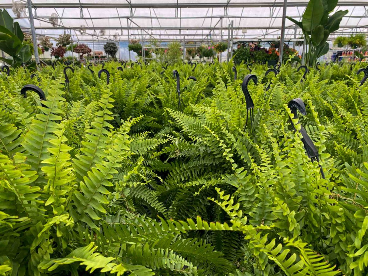Potted Ferns Care