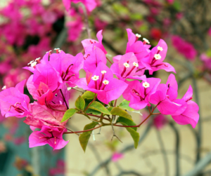 How to Prune & Care for Bougainvilleas - Louisiana Nursery