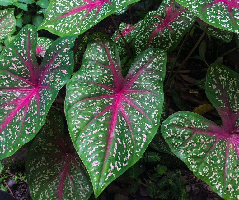 How to Plant Caladiums & Bulbs in Louisiana - LA Nursery