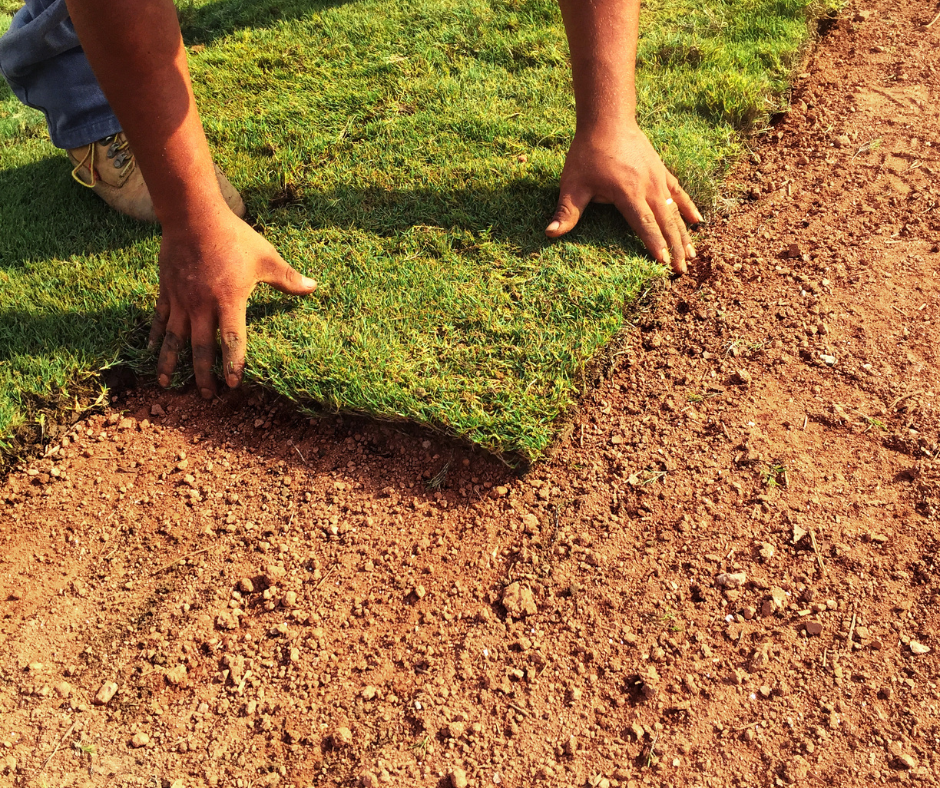 Choosing & Caring for Sod in Baton Rouge - LA Nursery