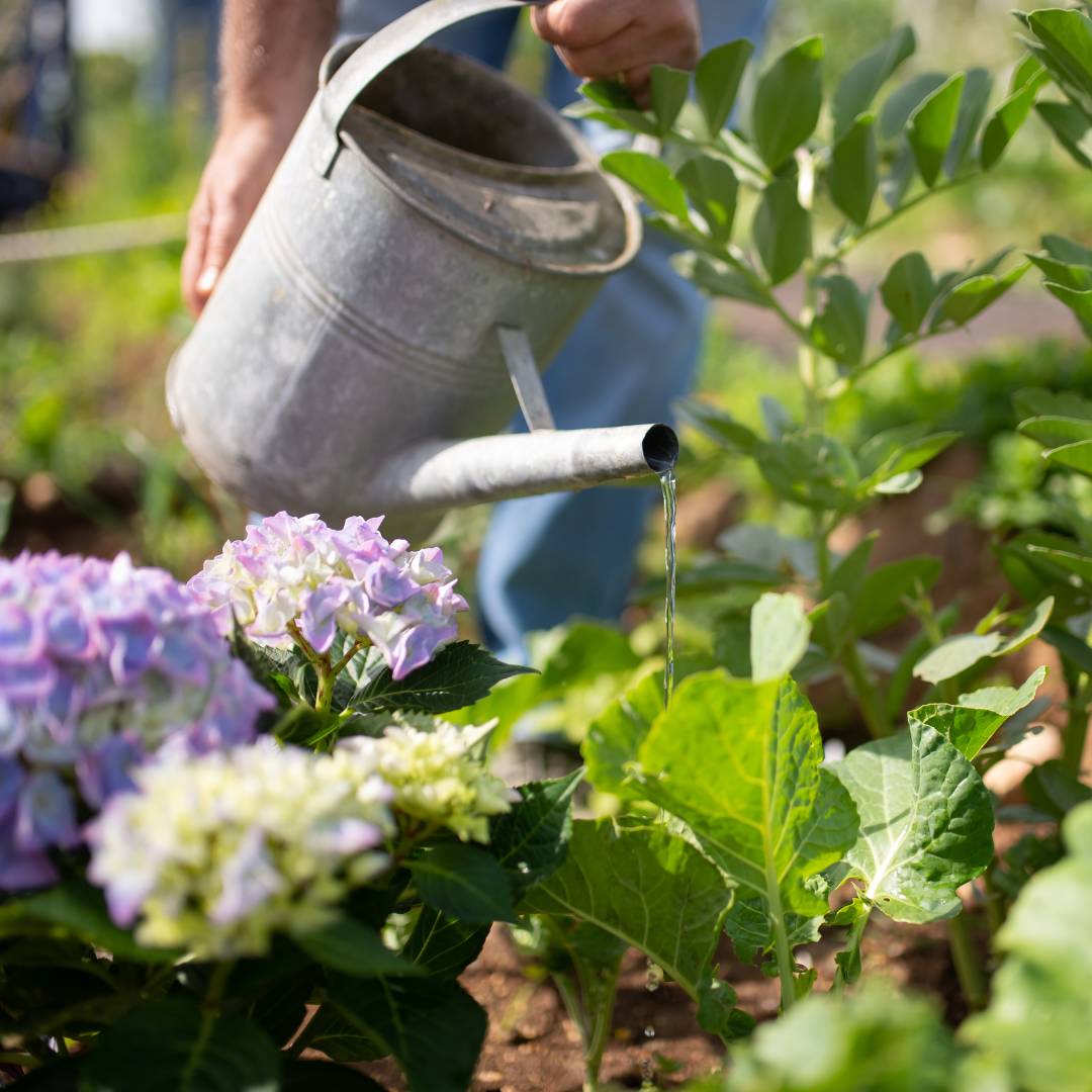 Hand-Watering Outdoor Plants: Tips & Tricks - LA Nursery