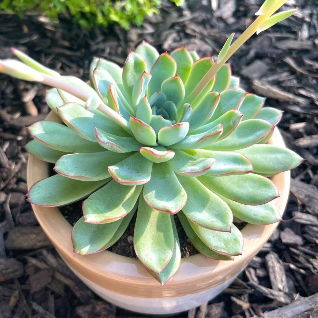 Beginner's Guide to Growing Succulents - Louisiana Nursery