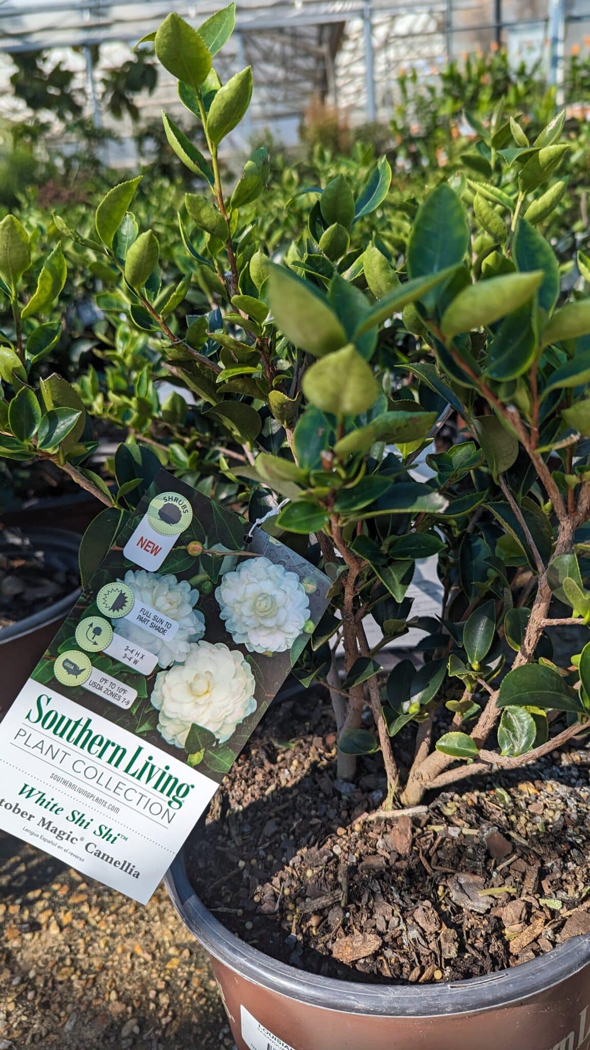 White Shi Shi October Magic Camellia - Louisiana Nursery