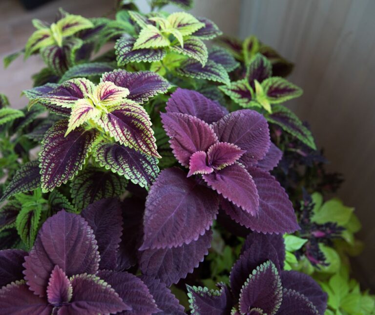 Louisiana Fall Planting Guide - Louisiana Nursery Blog