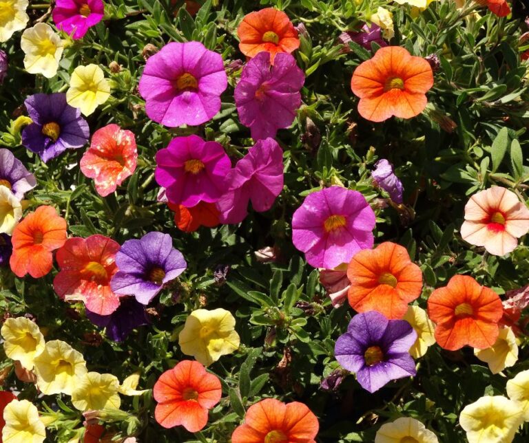 Louisiana Fall Planting Guide - Louisiana Nursery Blog