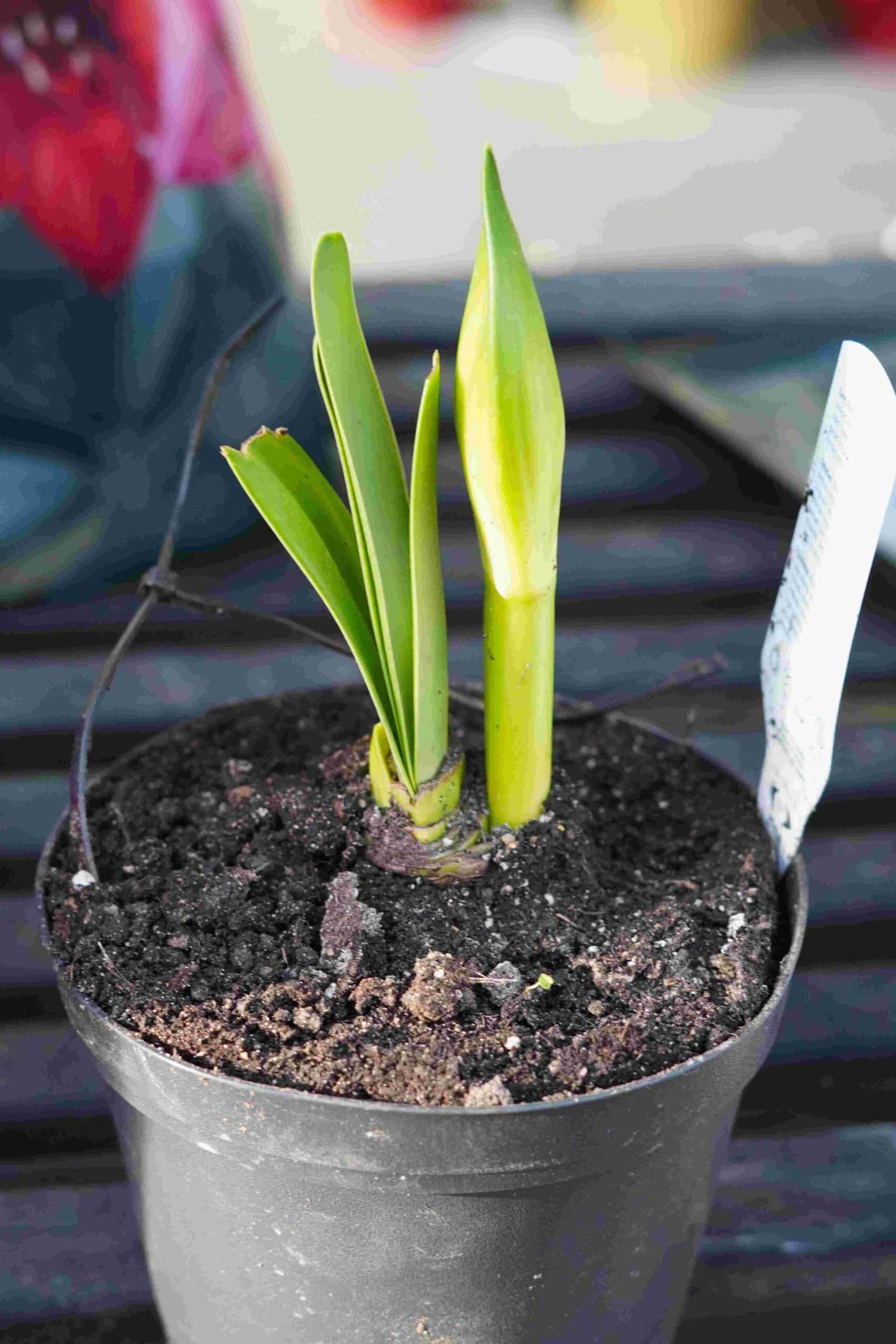 Spring Bulb Gardening in Louisiana - Louisiana Nursery