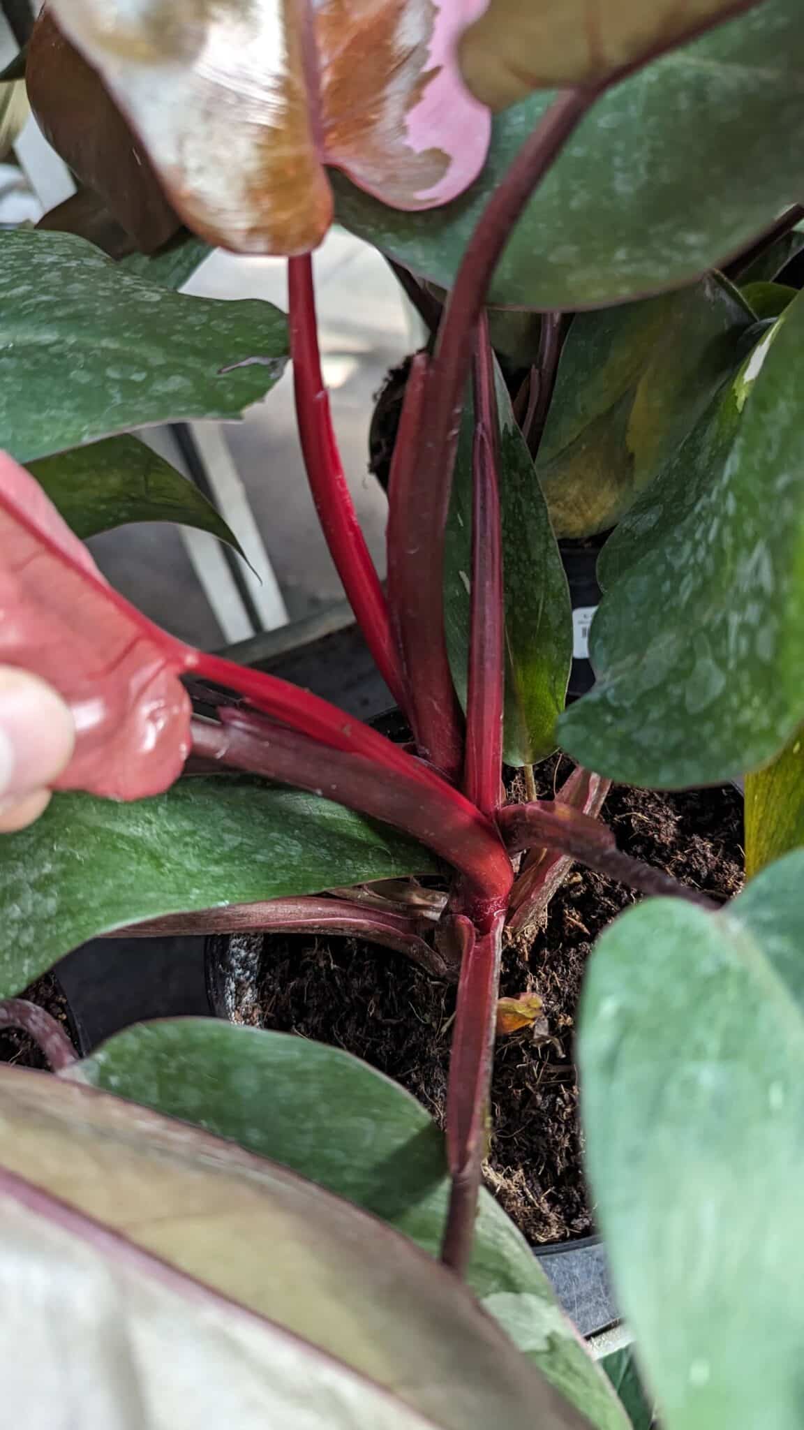 Plant Spotlight: Pink Princess & White Knight - LA Nursery
