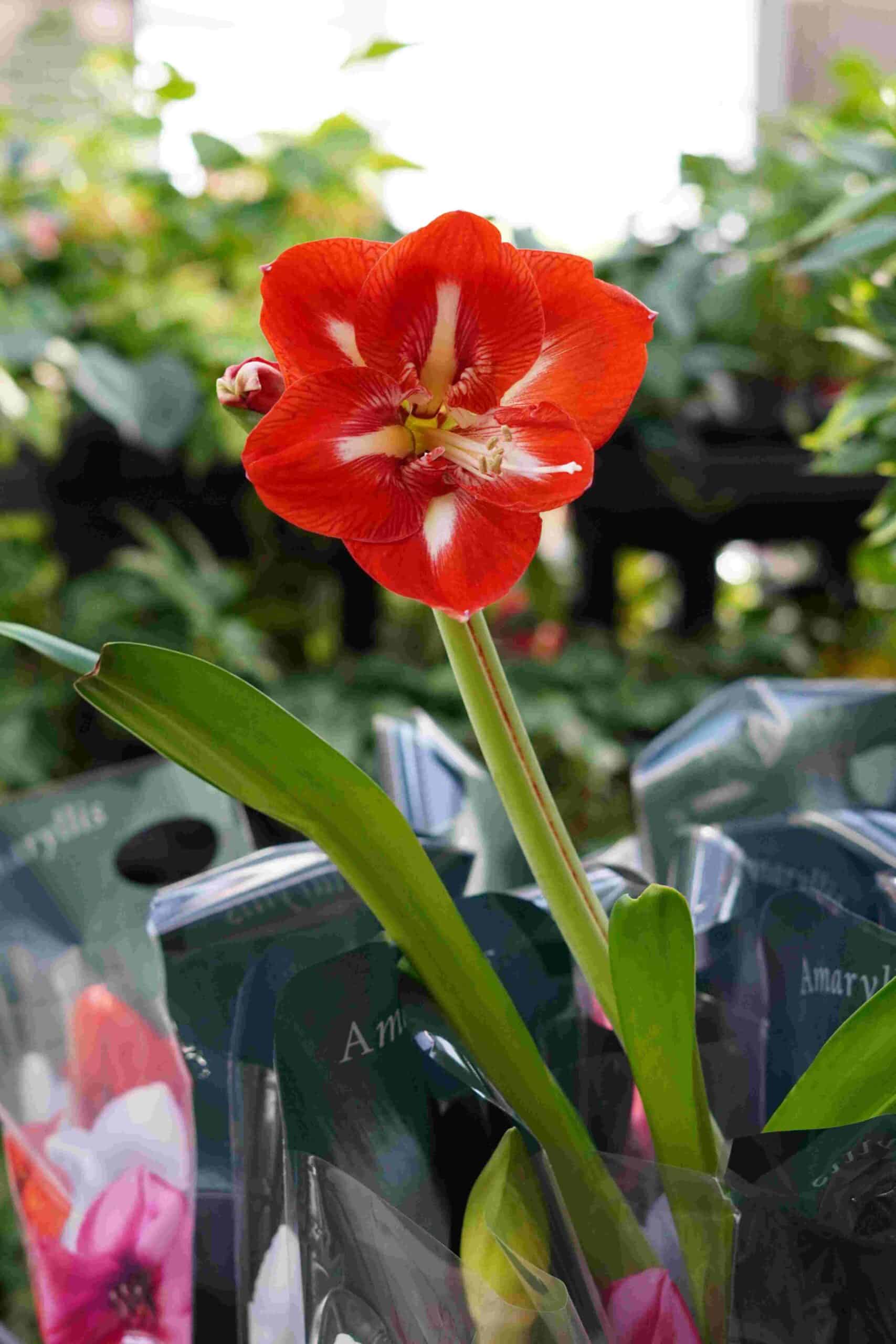 Spring Bulb Gardening in Louisiana - Louisiana Nursery