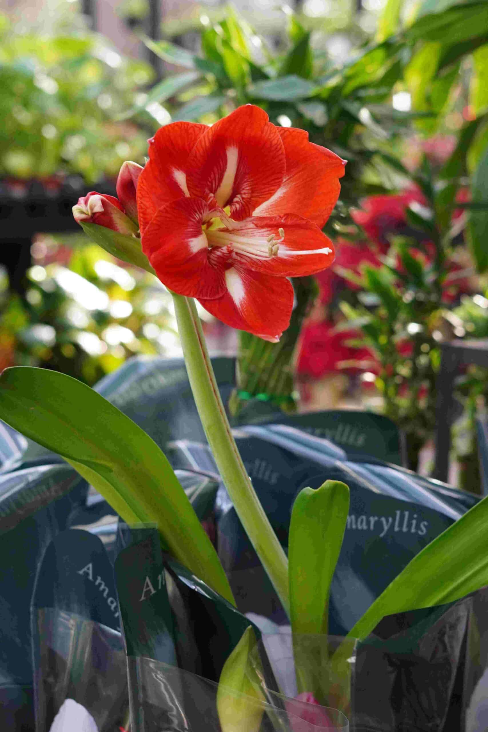 Spring Bulb Gardening in Louisiana - Louisiana Nursery