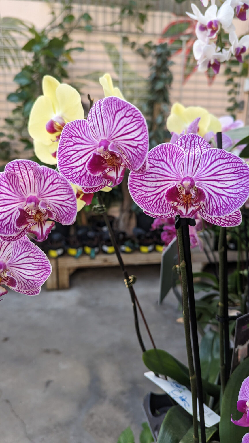 All About Orchids with the Orchid Society: In-Person Class - Louisiana ...