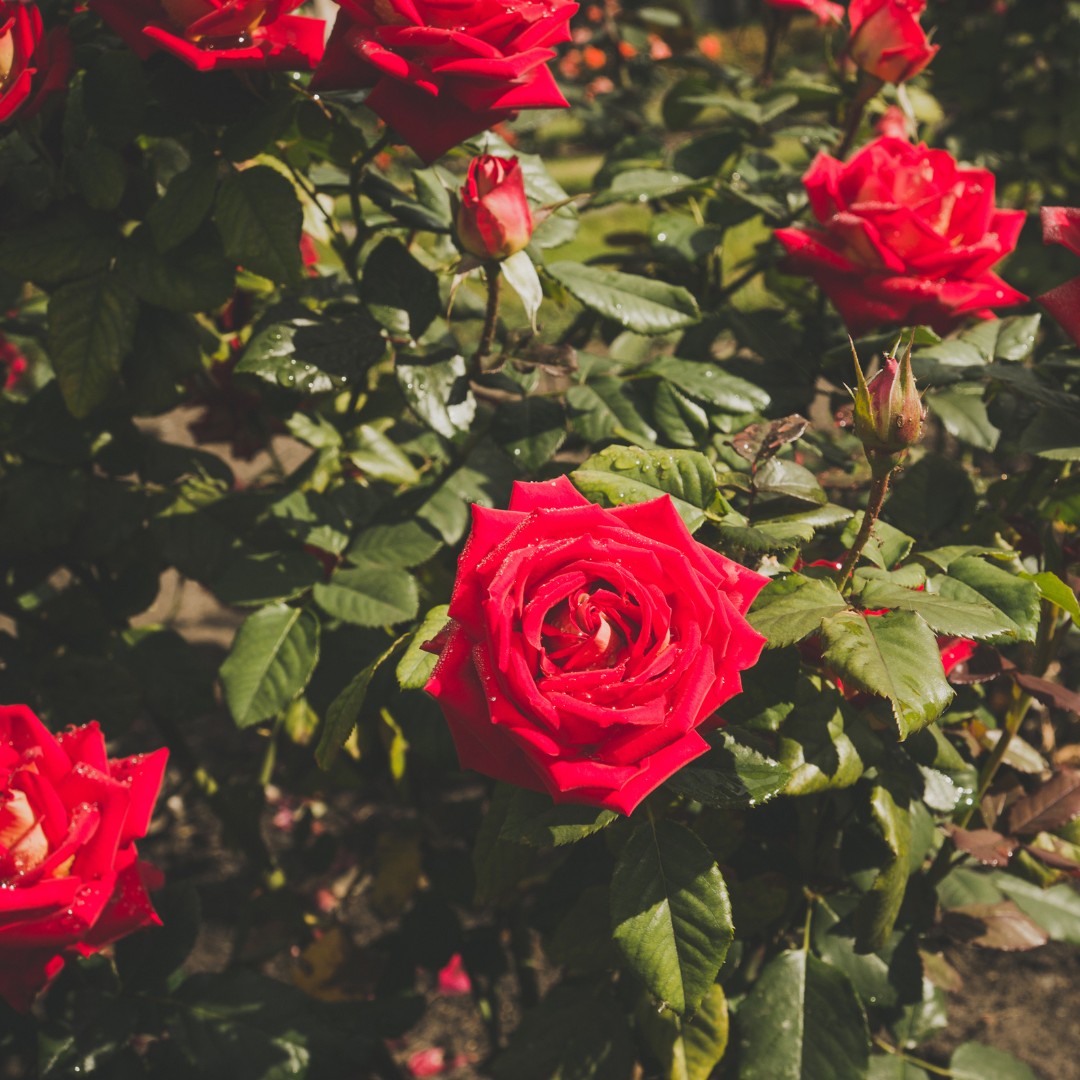 Modern Roses: Types, Pruning & Care - Louisiana Nursery