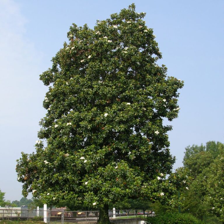 3 Magnolia Trees for Any Space | Louisiana Nursery