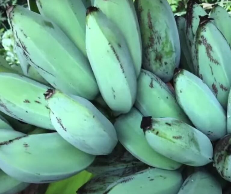 Banana Plants for Sale - Louisiana Nursery Baton Rouge