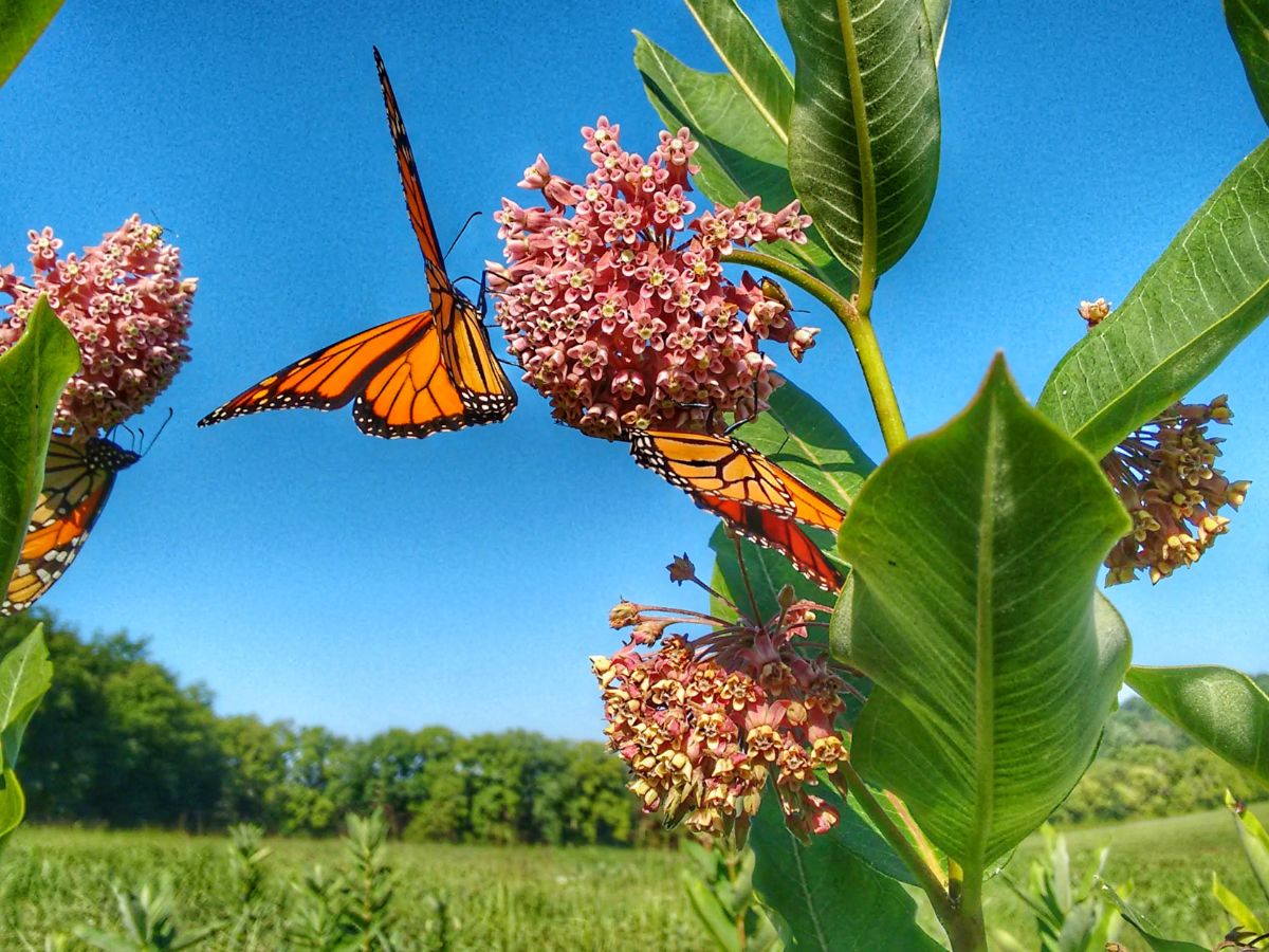 Milkweed For Monarch Butterflies | Louisiana Nursery