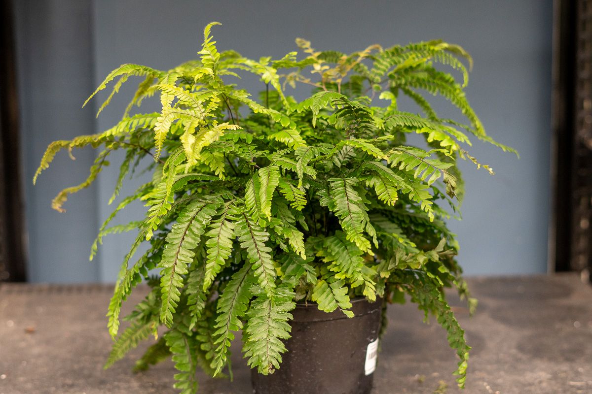 Plant Spotlight: Maidenhair Fern - Louisiana Nursery