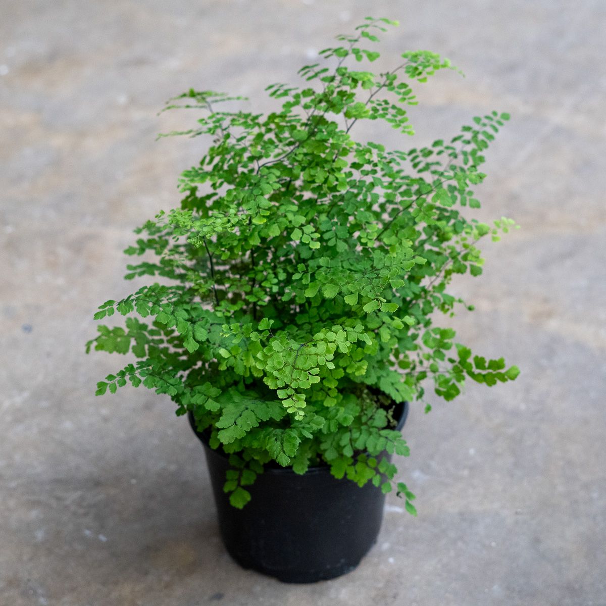 Plant Spotlight: Maidenhair Fern - Louisiana Nursery