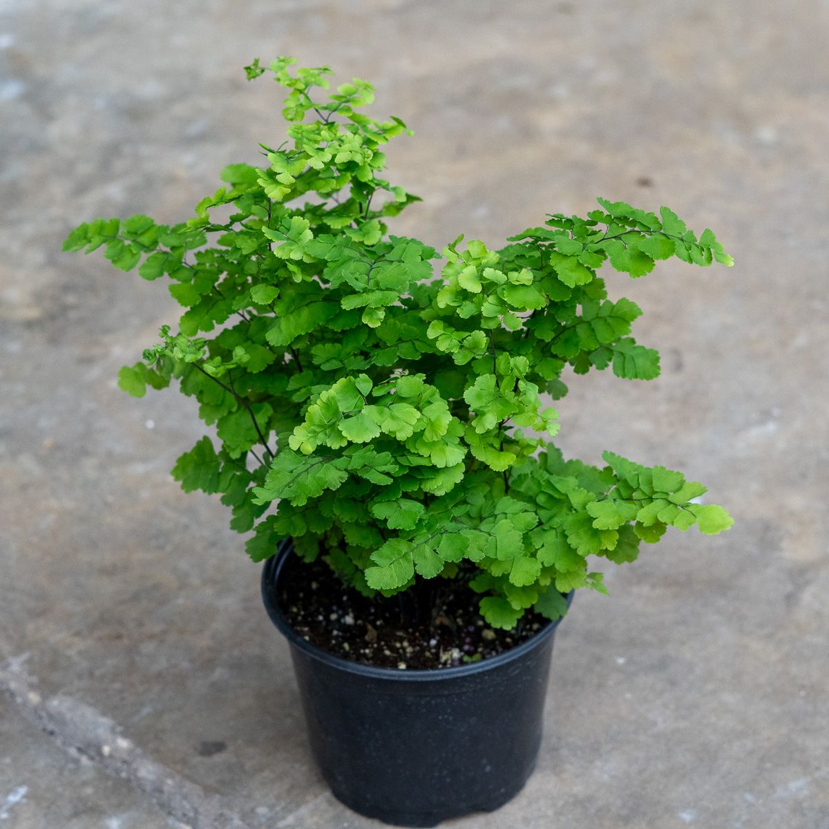 Plant Spotlight: Maidenhair Fern - Louisiana Nursery