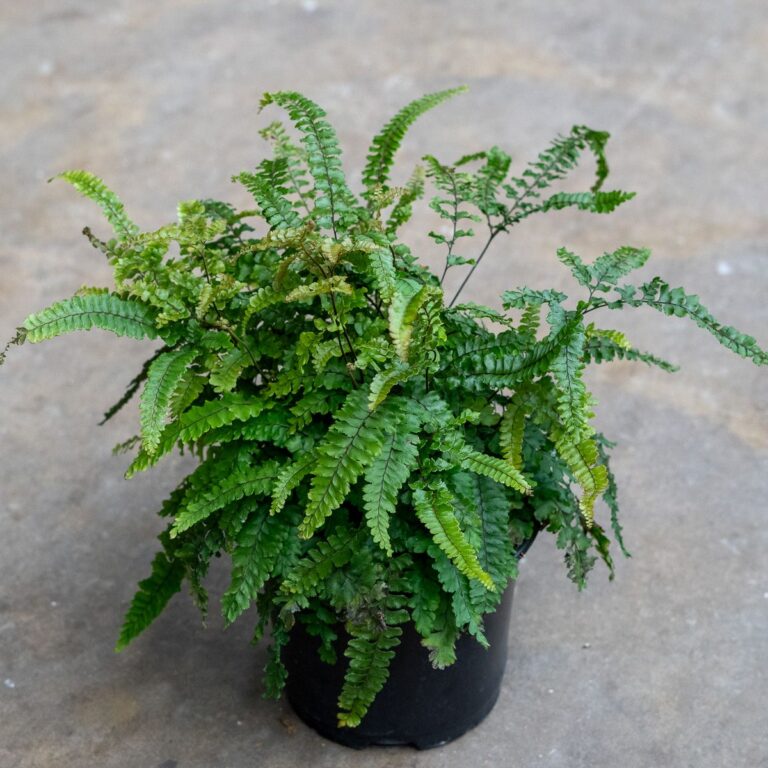 Plant Spotlight: Maidenhair Fern - Louisiana Nursery