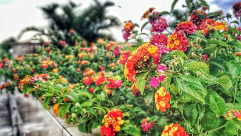 Plant Spotlight: Lantana Flower - Louisiana Nursery
