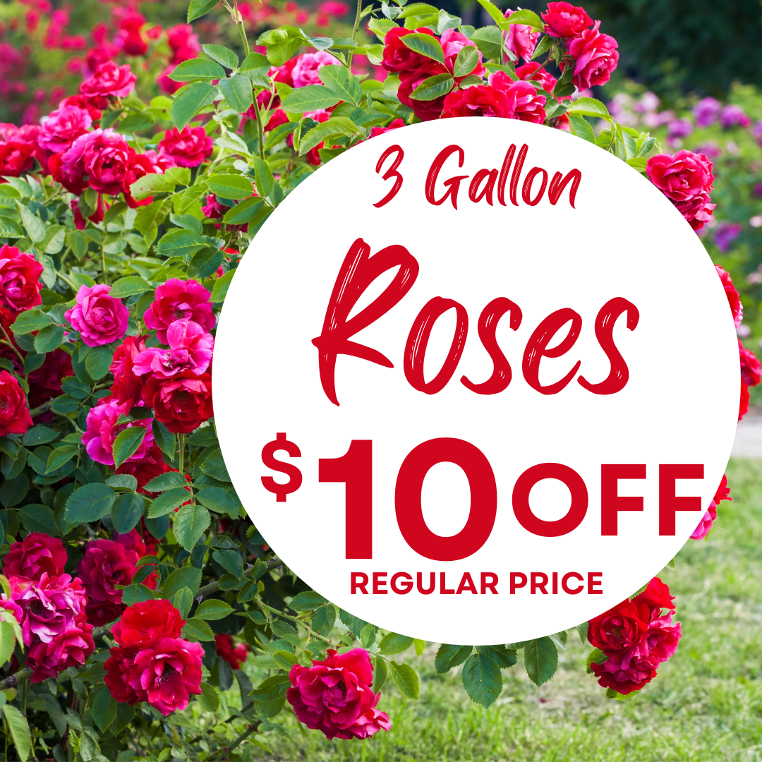 Special Offers - Plants, Seeds & More! | Louisiana Nursery